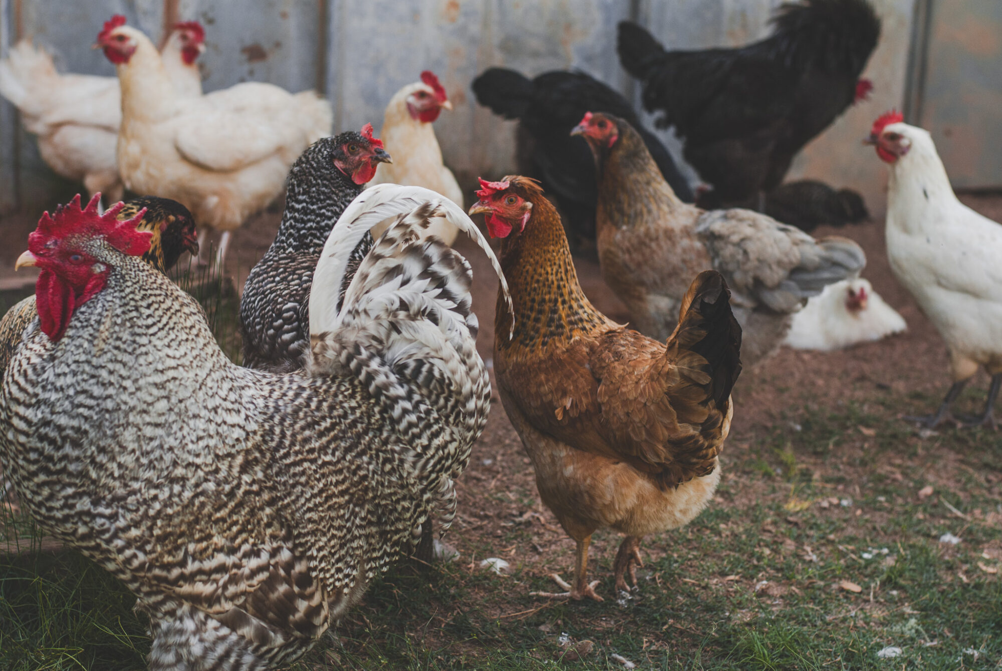 The Top 20 Best Egg Layers Chickens: Backyard Breed Guide - The Little ...