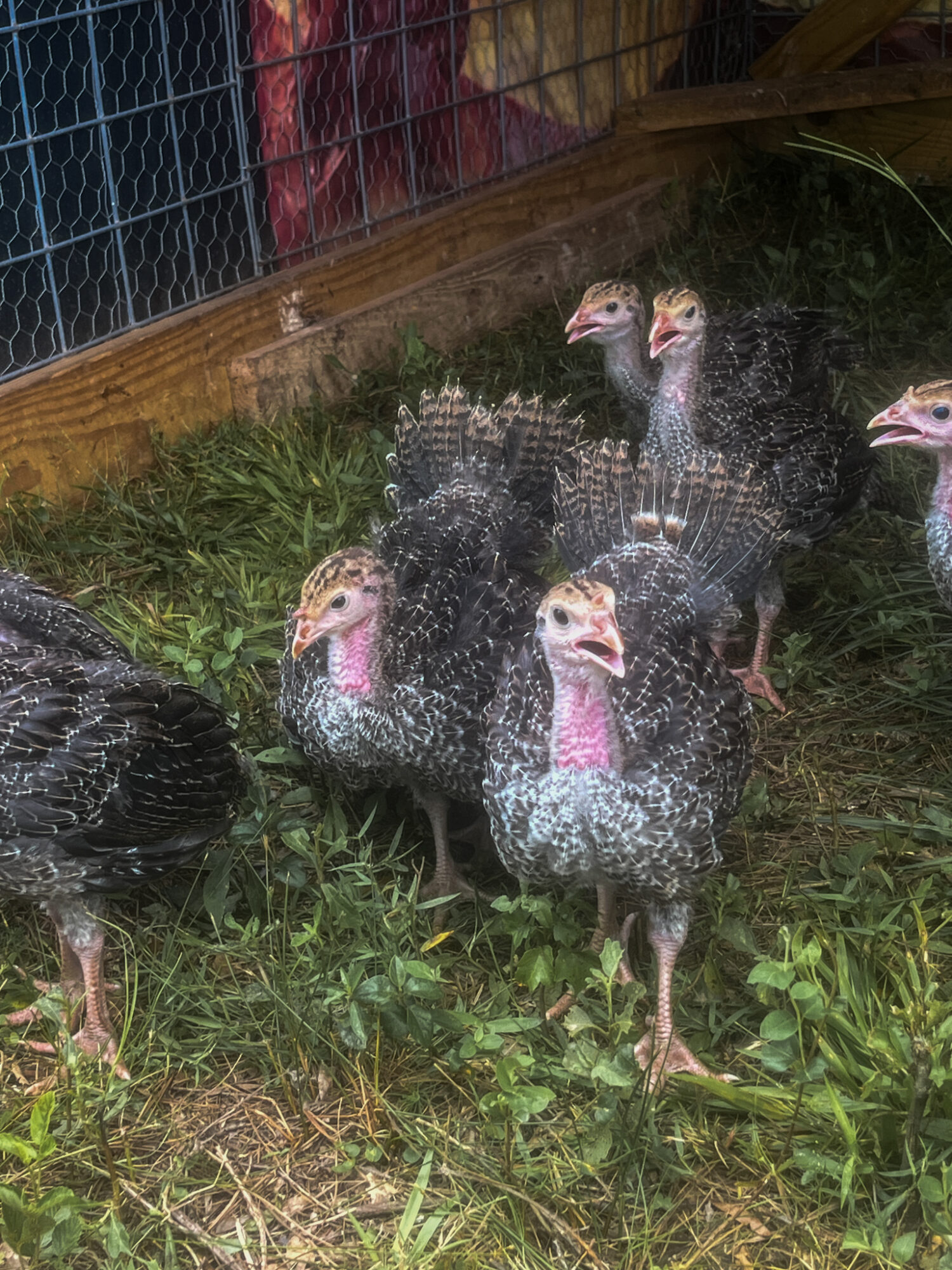 Can Turkeys and Chickens Live Together in a Mixed Flock? - The Little ...