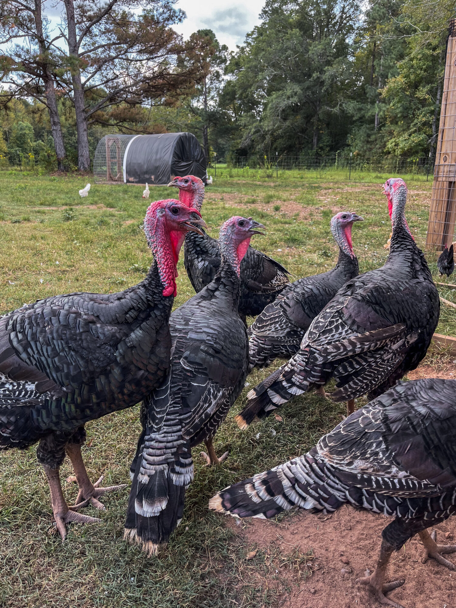 Can Turkeys and Chickens Live Together in a Mixed Flock? - The Little ...