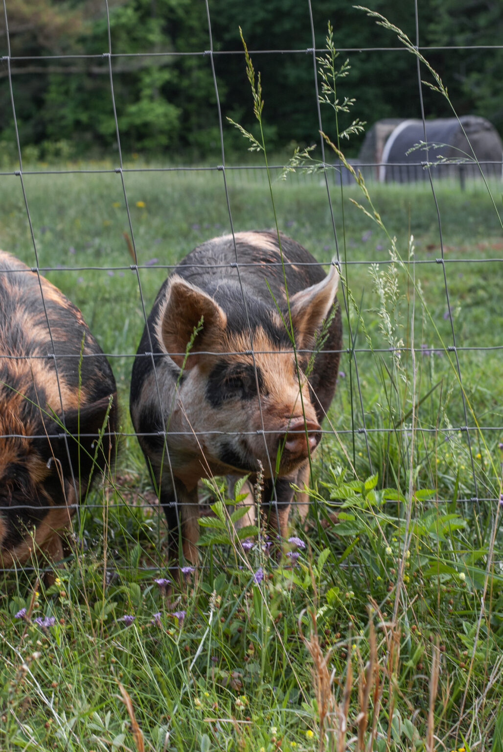 Can Pigs Eat Eggs? What You Can and Can’t Feed Pigs - The Little Modern ...