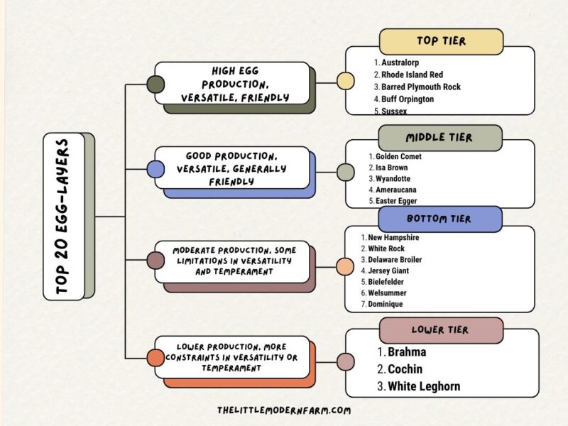 The Top 20 Best Egg Layers Chickens: Backyard Breed Guide - The Little ...