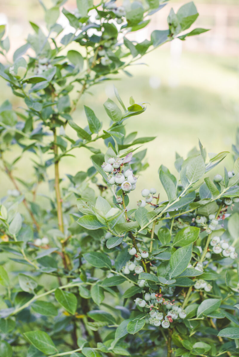 How to Plant Blueberry Bushes - The Little Modern Farm