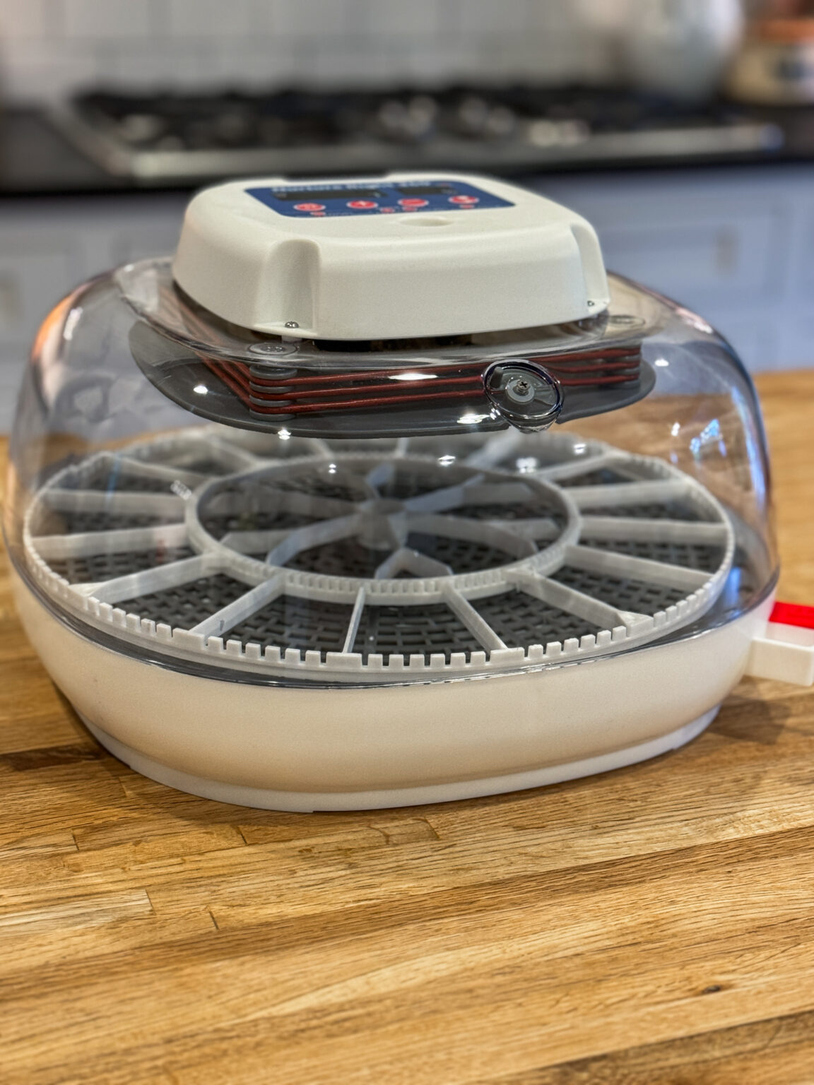 The 18 Best Egg Incubators for Hatching Chickens - The Little Modern Farm