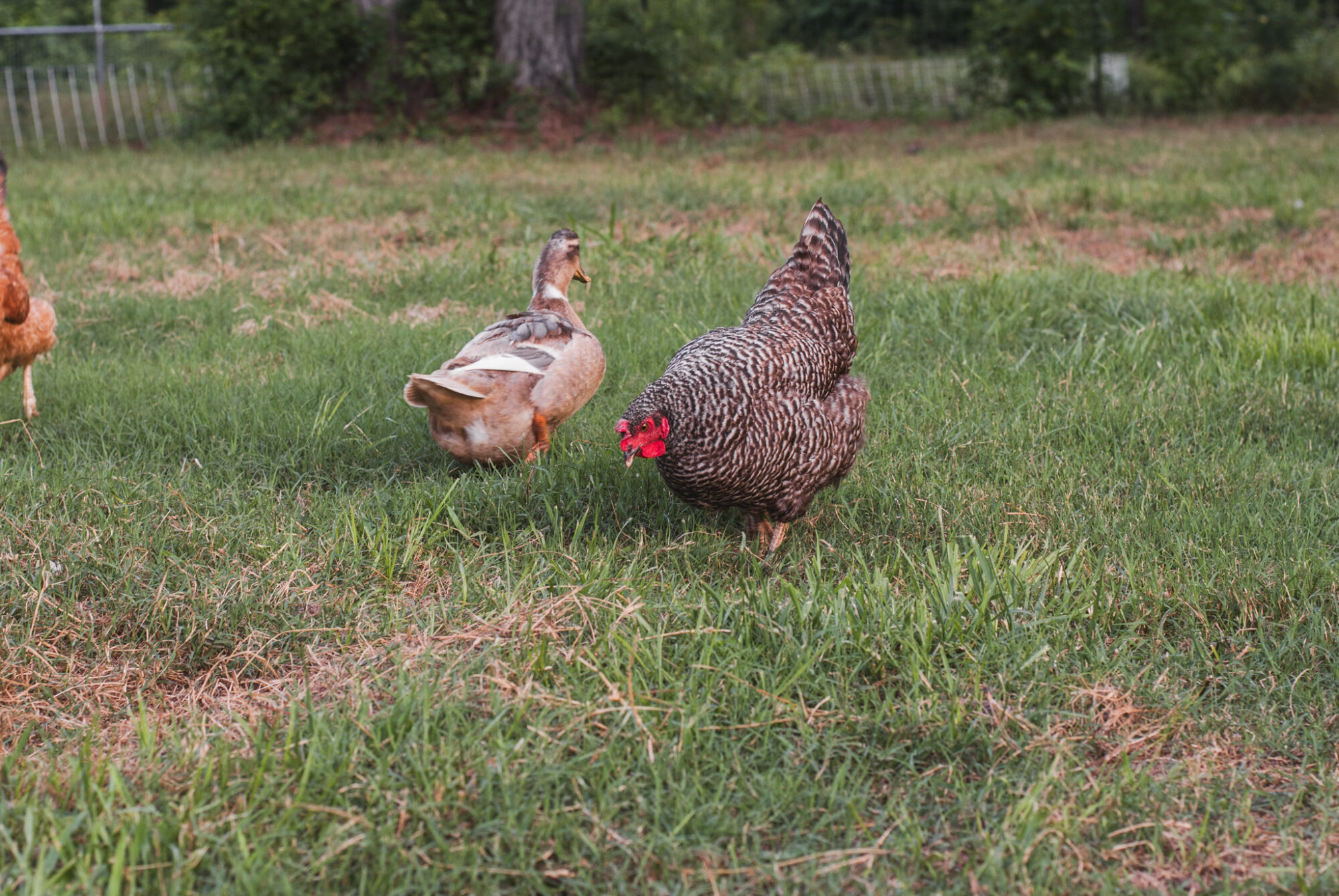 Why Do Chickens Scratch and Peck The Ground? - The Little Modern Farm