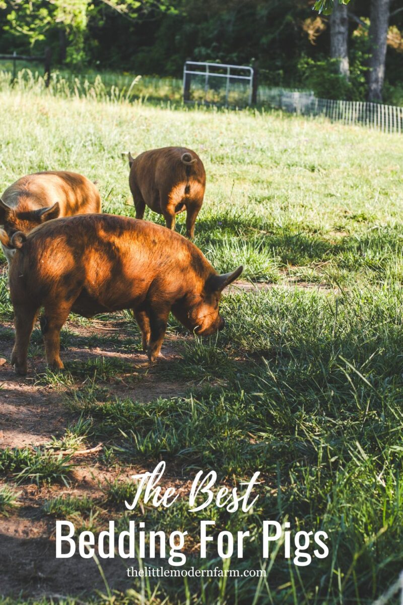 The Best Bedding To Use For Pigs -Straw vs Shavings - The Little Modern ...
