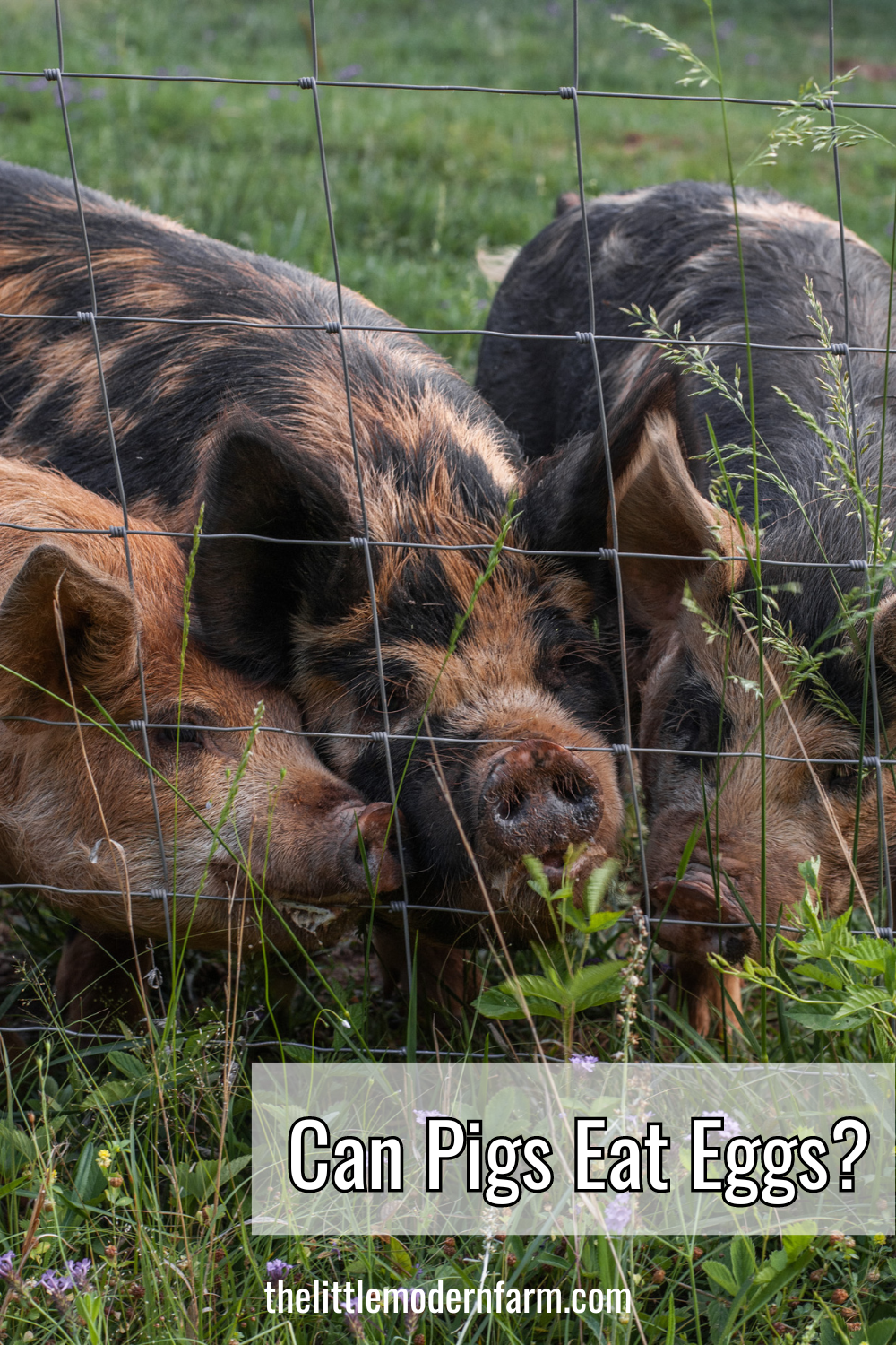 Can Pigs Eat Eggs? What You Can and Can’t Feed Pigs - The Little Modern ...
