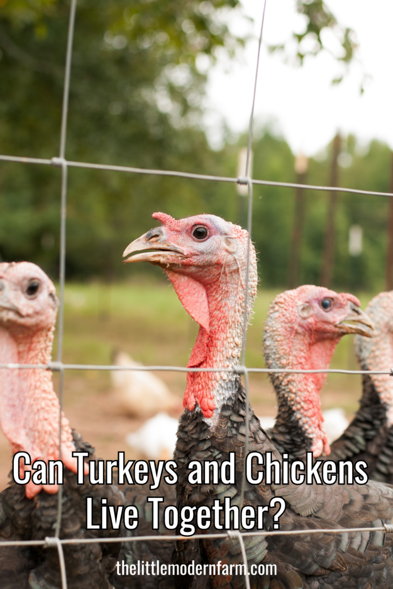 Can Turkeys and Chickens Live Together in a Mixed Flock? - The Little ...