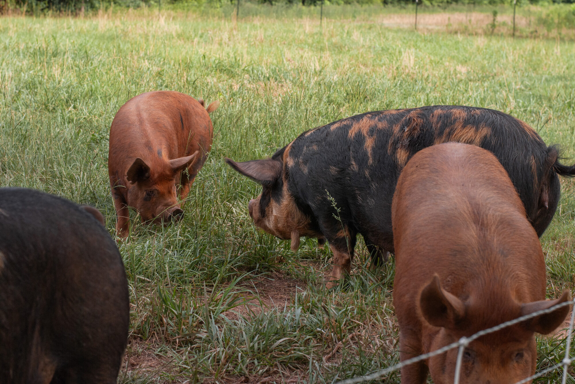 Can Pigs Eat Corn? Is Feeding Corn Healthy for Hogs? - The Little ...