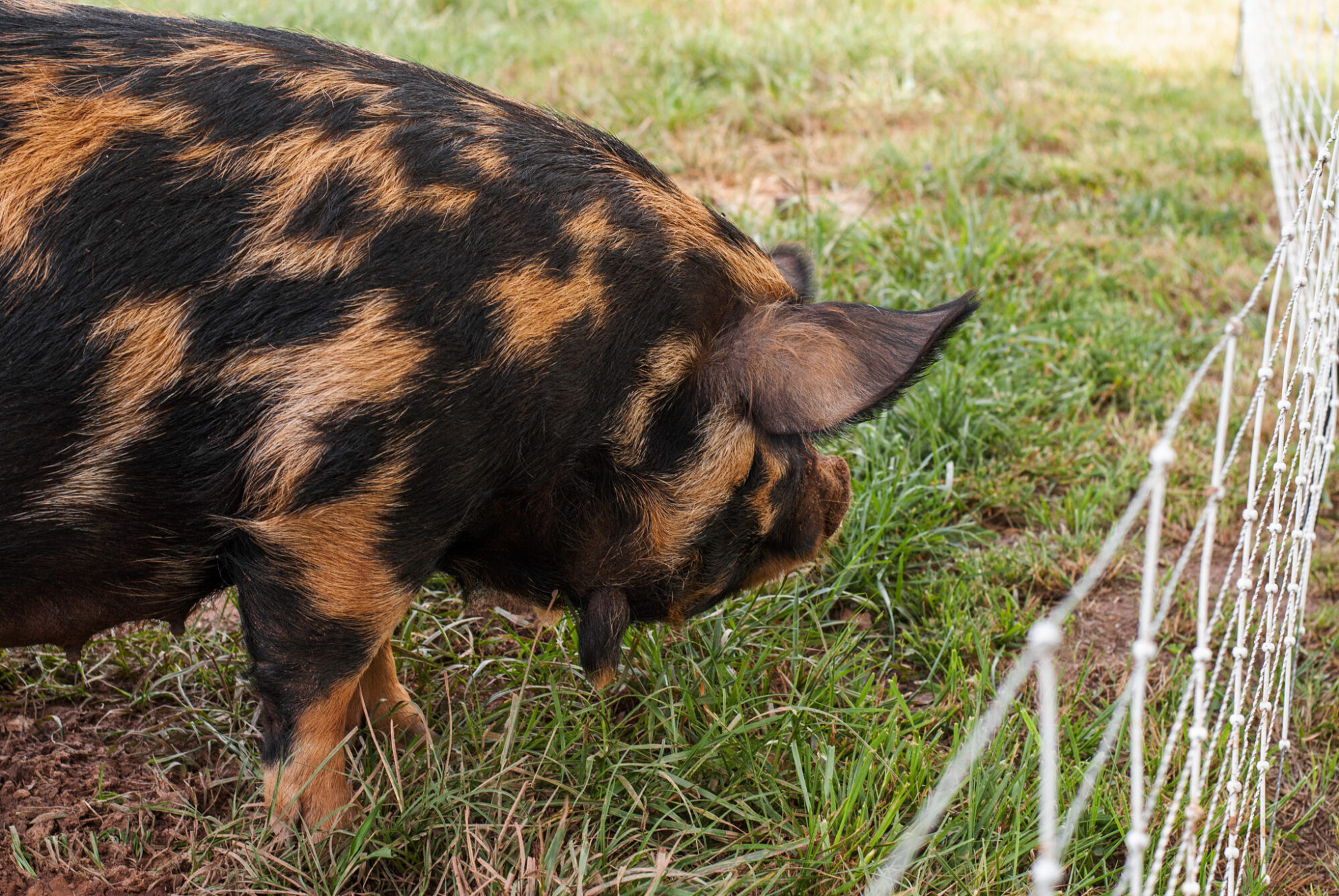 Can Pigs Eat Corn? Is Feeding Corn Healthy for Hogs? - The Little ...