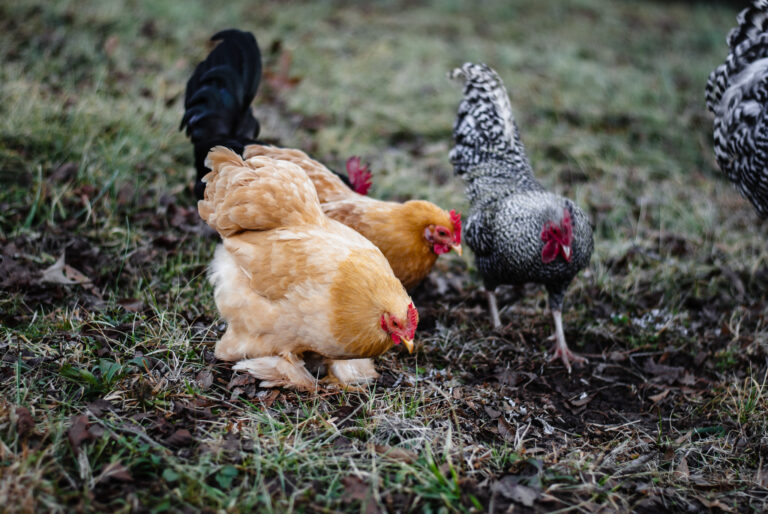 Do Bantam Chickens Lay Eggs? The Best Small Breeds - The Little Modern Farm