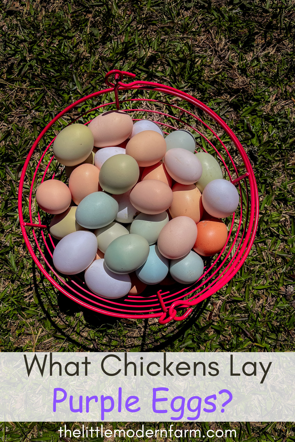 Which Breeds of Chickens Lay Pretty Purple Eggs? - The Little Modern Farm