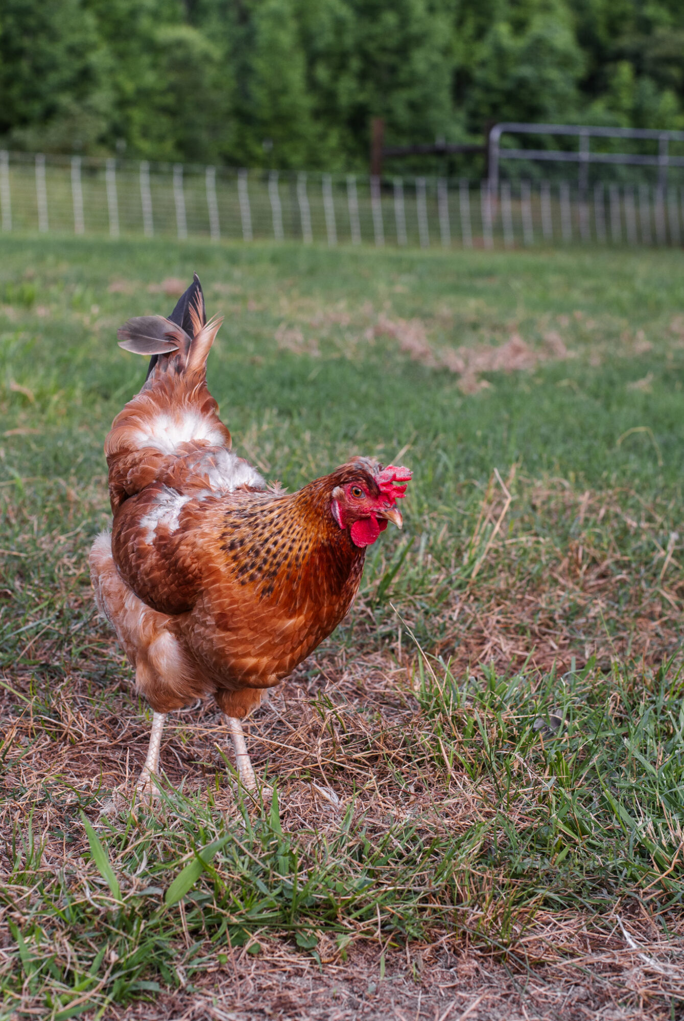 Best Traits of Easter Egger Chickens: A Simple Guide - The Little ...
