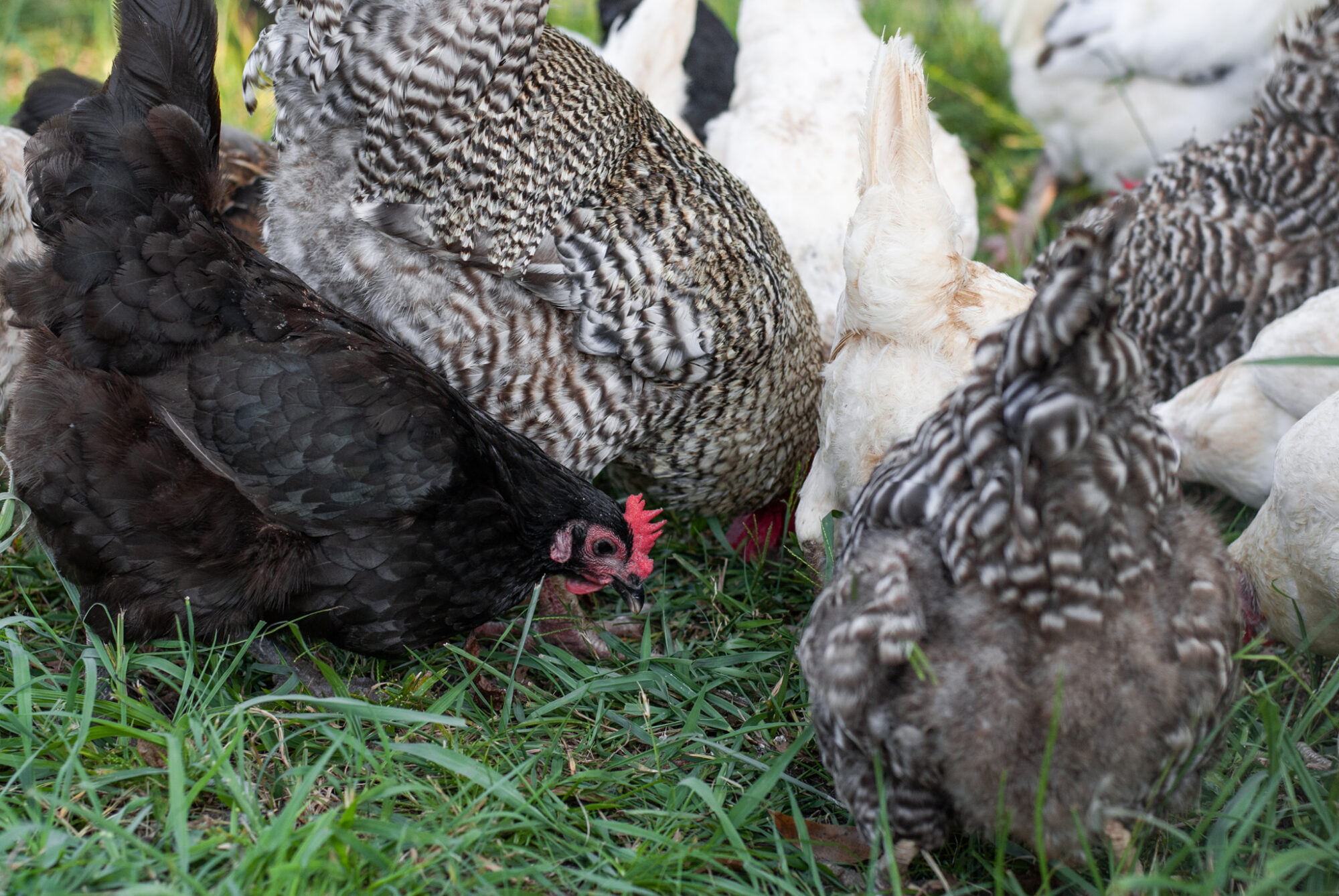 Can Chickens Have A Stroke? What Signs To Look For - The Little Modern Farm