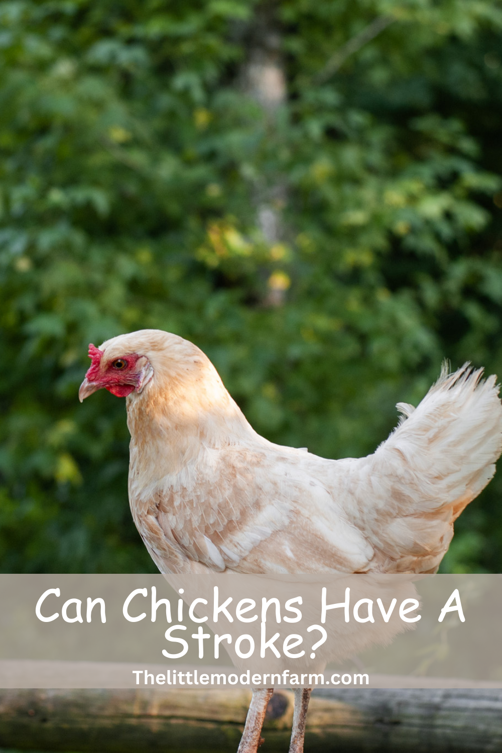 Can Chickens Have A Stroke? What Signs To Look For - The Little Modern Farm