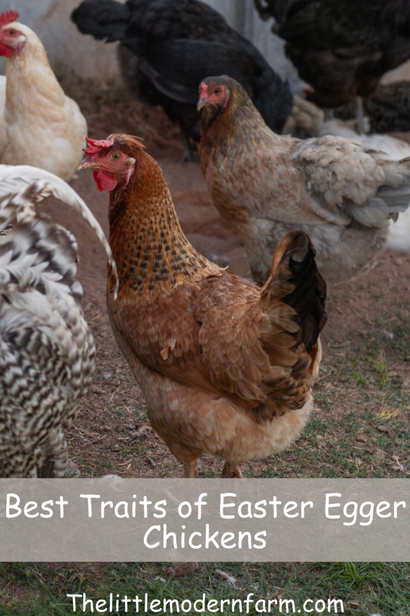 Best Traits of Easter Egger Chickens: A Simple Guide - The Little ...