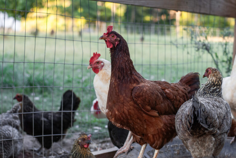 Are Rhode Island Red Chickens Friendly? Breed Guide - The Little Modern ...