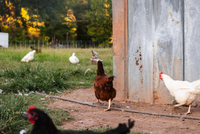 Are Rhode Island Red Chickens Friendly? Breed Guide - The Little Modern ...