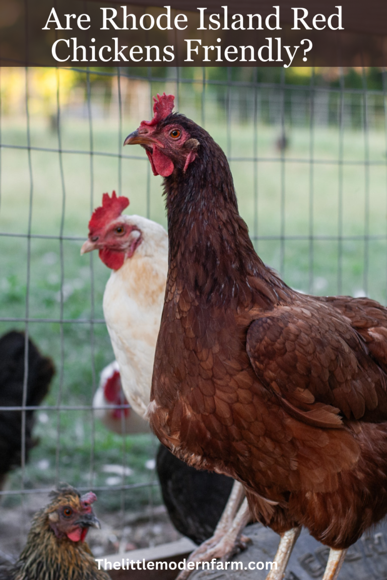 Are Rhode Island Red Chickens Friendly? Breed Guide - The Little Modern ...