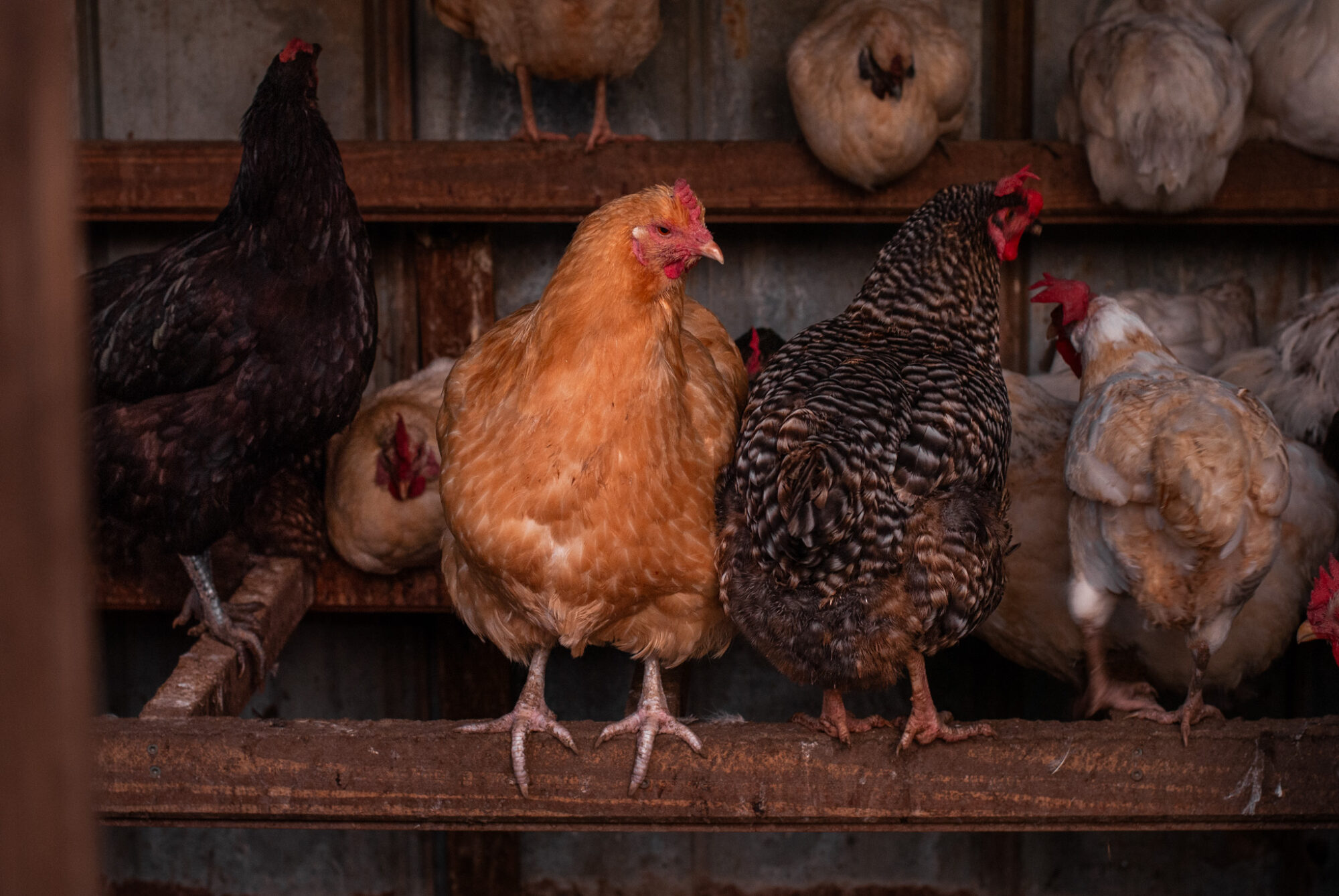 The Most Beautiful Chicken Breeds You Need In Your Flock - The Little ...