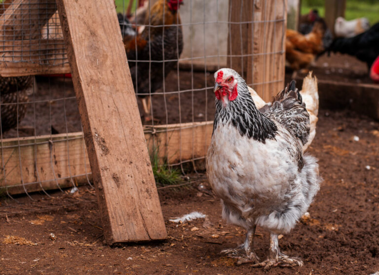 19 Quiet Chicken Breeds to Keep in Your Backyard - The Little Modern Farm
