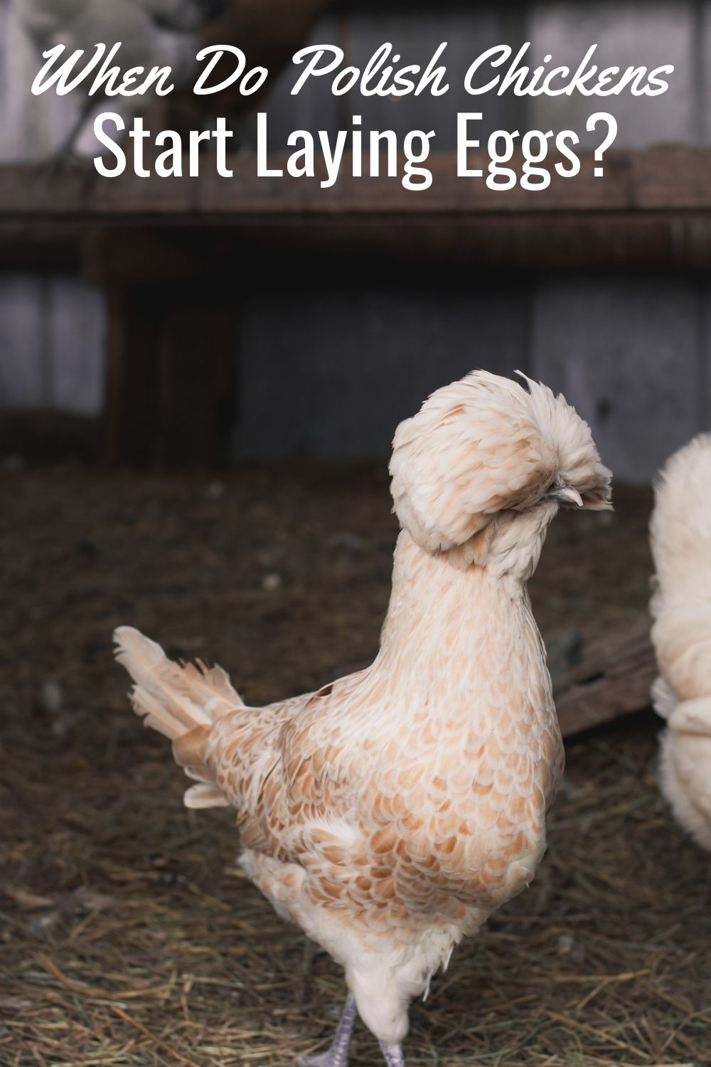 When Do Polish Chickens Start Laying Eggs? Fun Facts - The Little ...