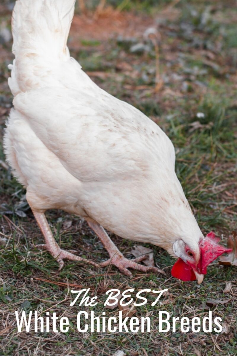 The BEST White Chicken Breeds For Your Backyard - The Little Modern Farm