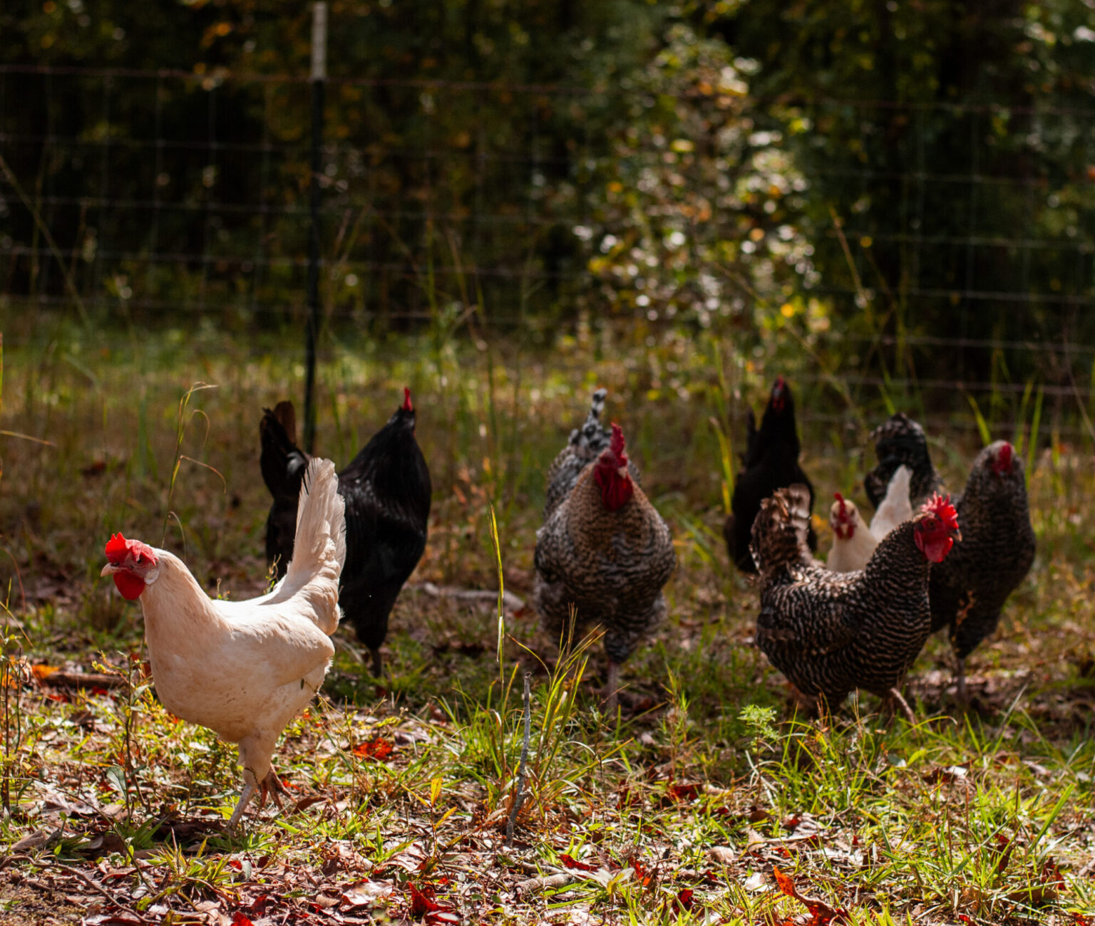 The BEST White Chicken Breeds For Your Backyard - The Little Modern Farm