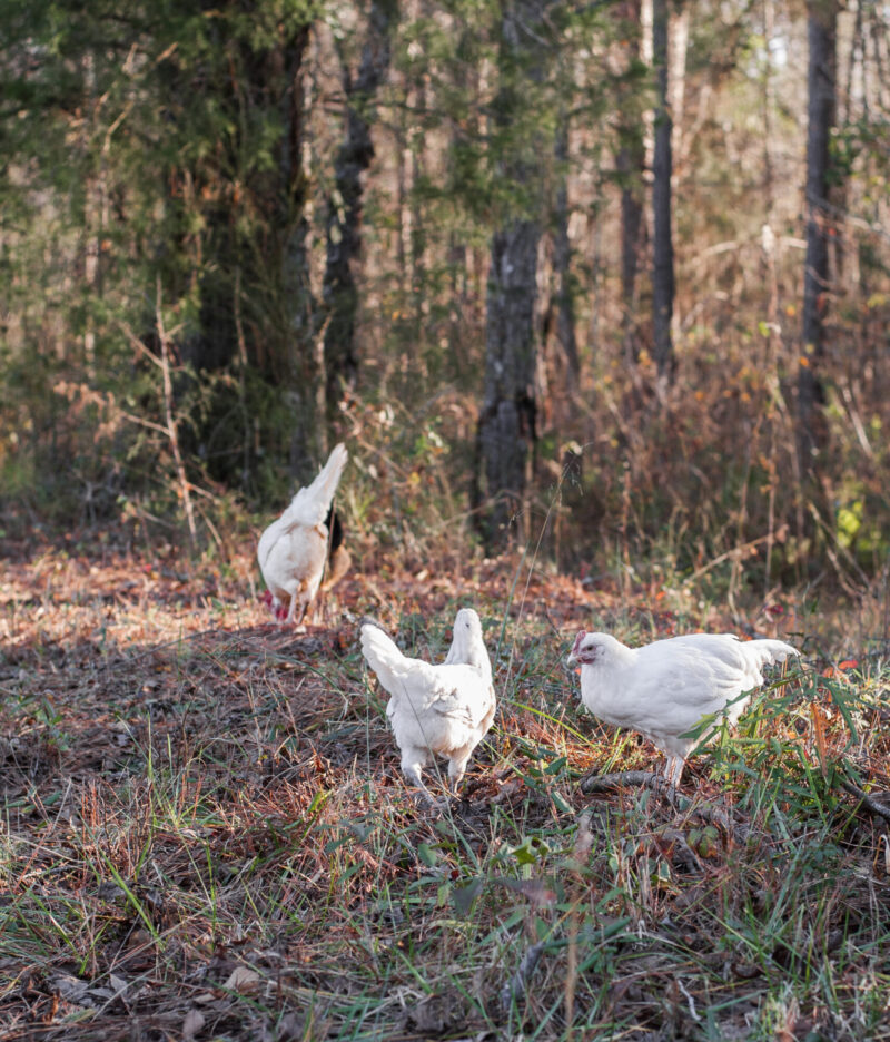 The BEST White Chicken Breeds For Your Backyard - The Little Modern Farm