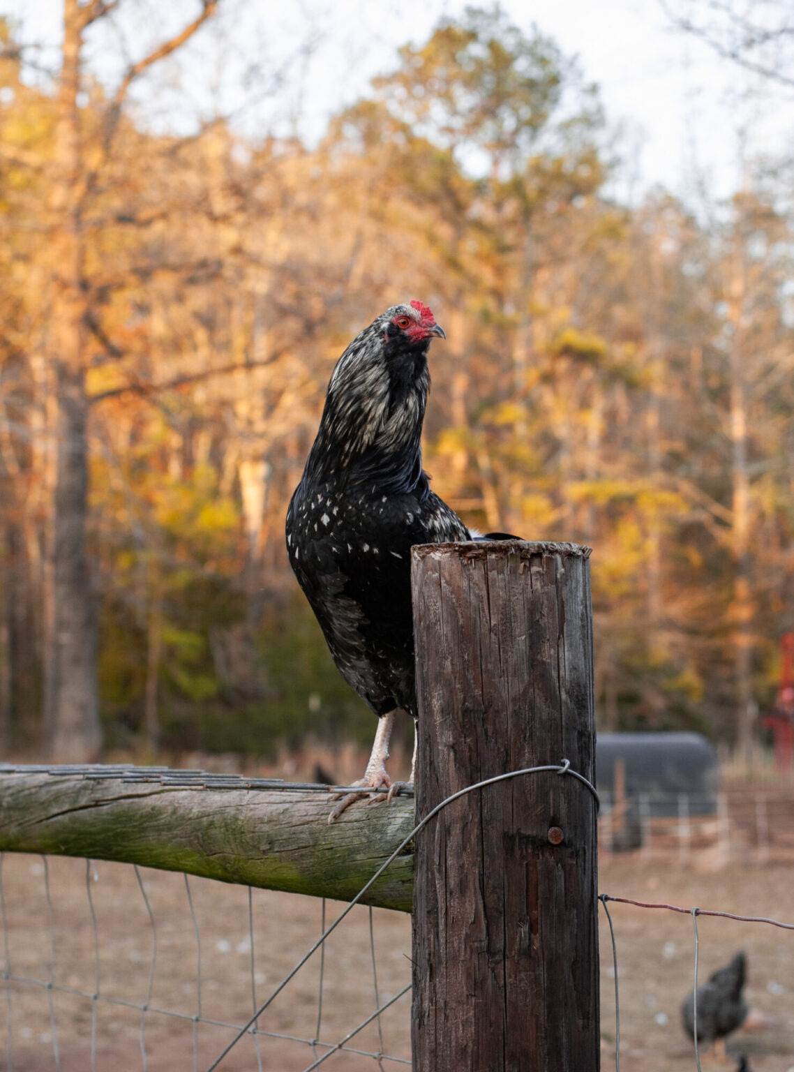 How Do Chickens Show Affection? Ways Chickens Love - The Little Modern Farm
