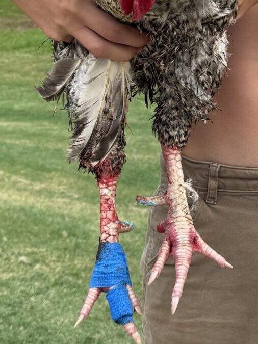 Chicken Wound First Aid Kit List - The Little Modern Farm