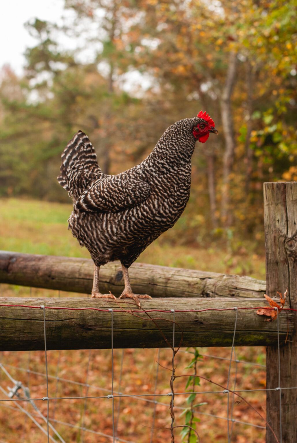 Transitioning From Fast-Paced Living To A Slower Homestead Life - The ...