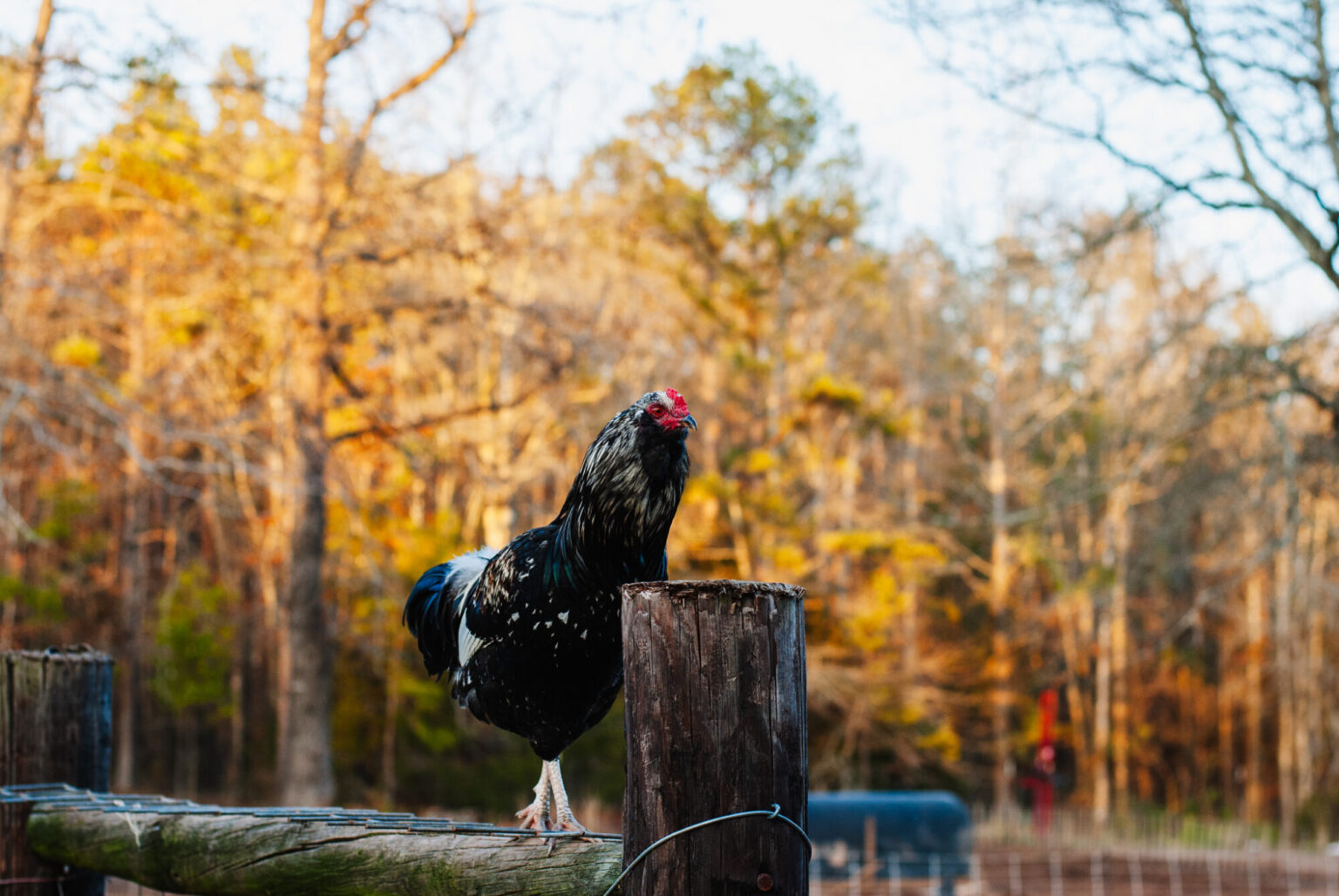 How Long Do Chickens Live? - The Little Modern Farm
