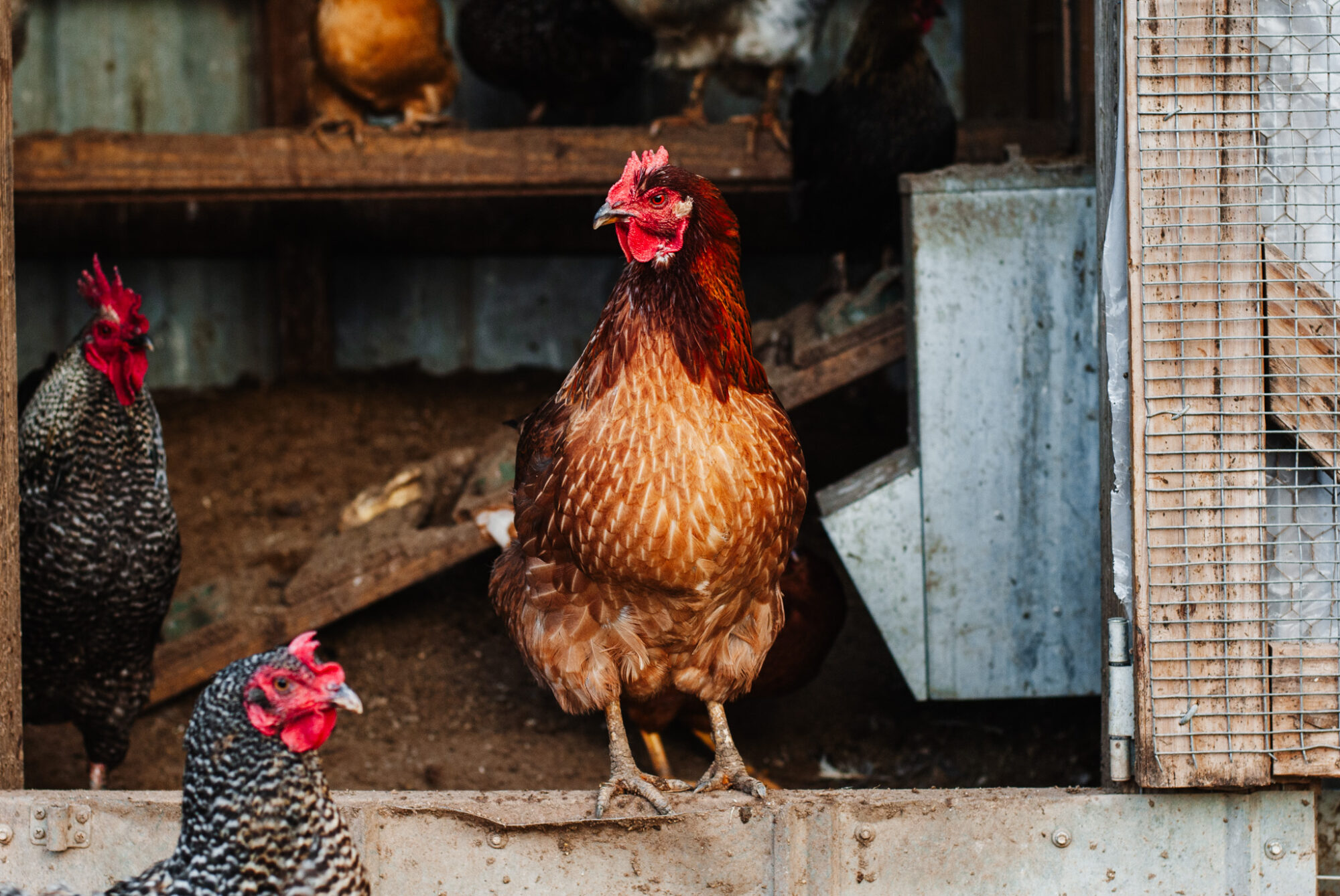 How Long Do Chickens Live? - The Little Modern Farm